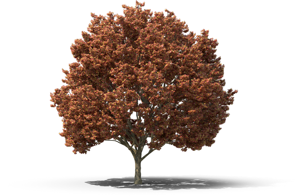 Courses - Positive Acorn