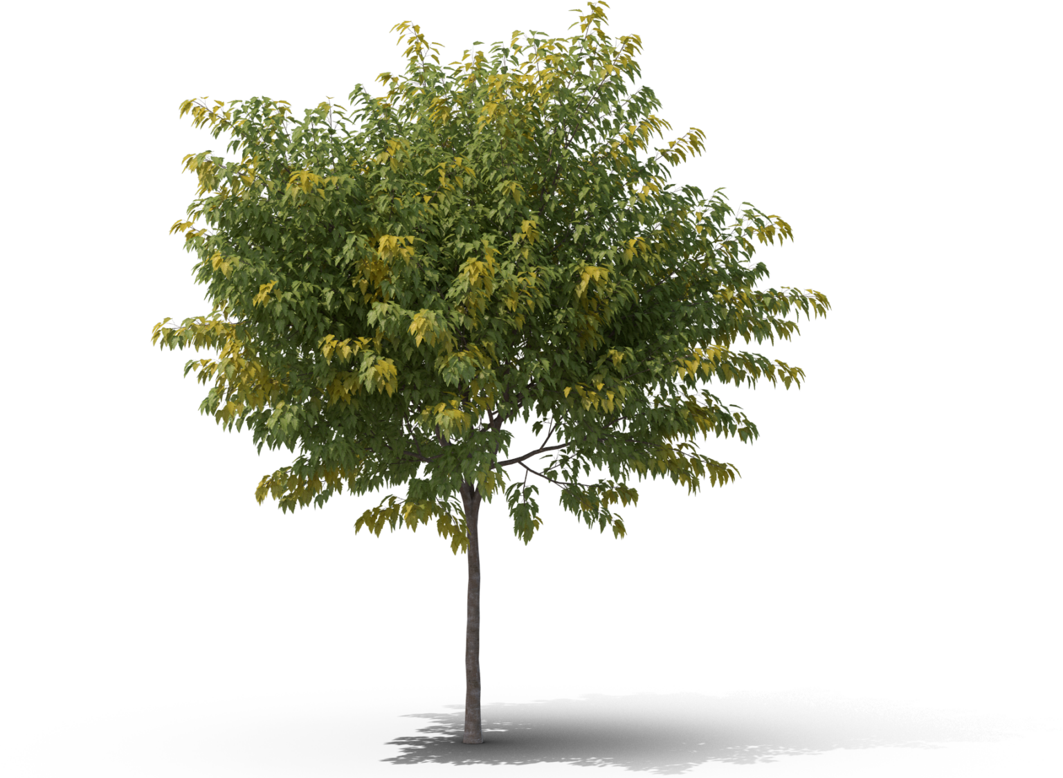 Our Story - Positive Acorn