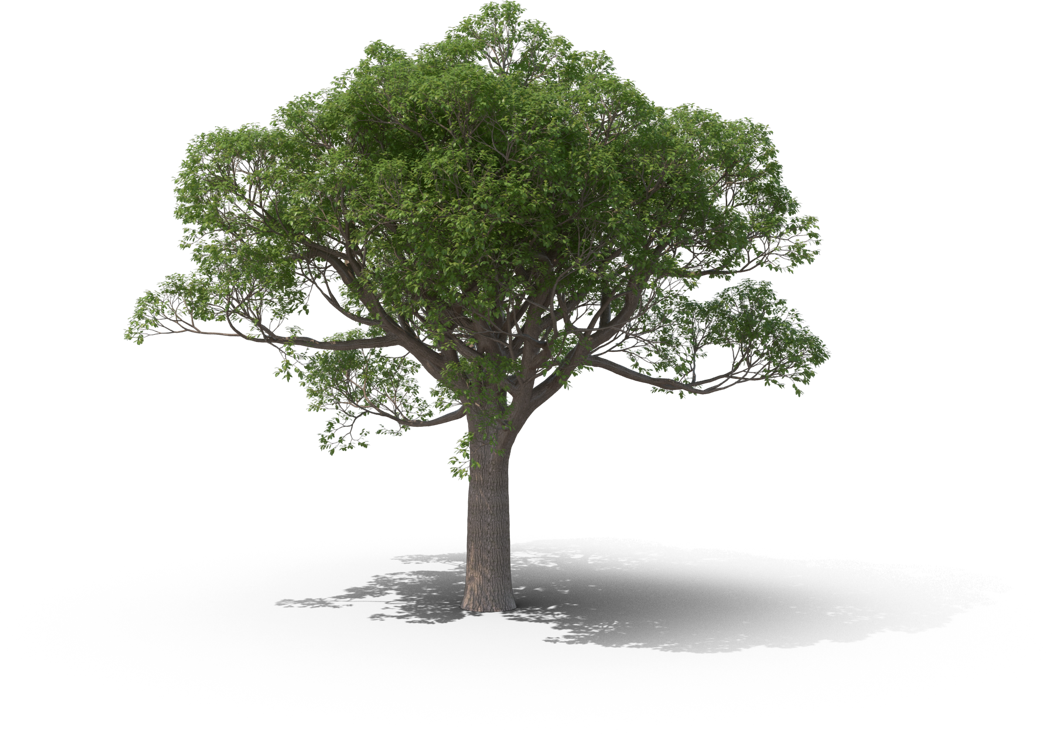 Level 1 Package - Positive Acorn